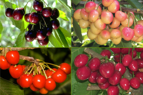Combo Cherry Tree | Specialty Fruits | Ison's Nursery & Vineyard