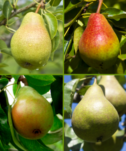 Combo Pear Tree | Specialty Fruits | Ison's Nursery & Vineyard