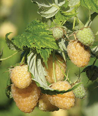 Raspberry Plants Archives - Ison's Nursery & Vineyard