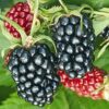 Blackberry Plant - Apache | Ison's Nursery & Vineyard