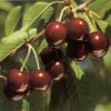 Bing Cherry Tree | Fruit Trees | Ison's Nursery & Vineyard