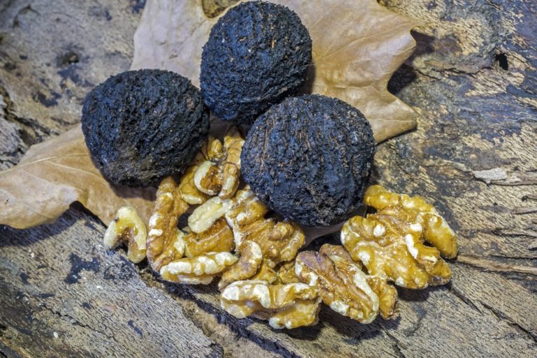Nut - Carpathian English Walnut Tree | Ison's Nursery & Vineyard