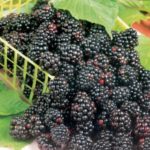 Austin Dewberry Plant | Berry Plants | Ison's Nursery & Vineyard