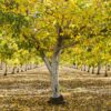Carpathian English Walnut Tree | Ison's Nursery & Vineyard