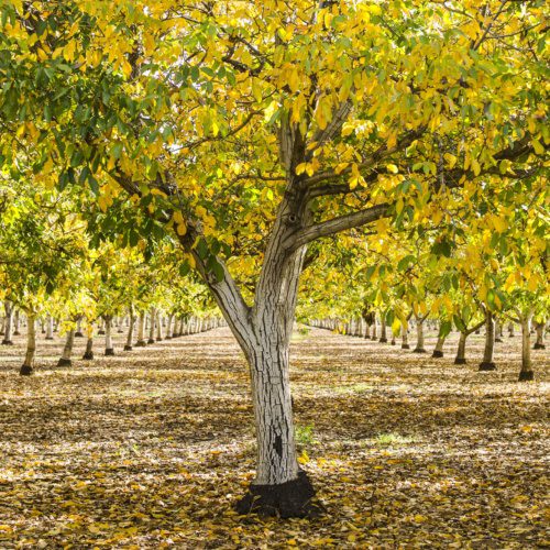 Nut - Carpathian English Walnut Tree | Ison's Nursery & Vineyard