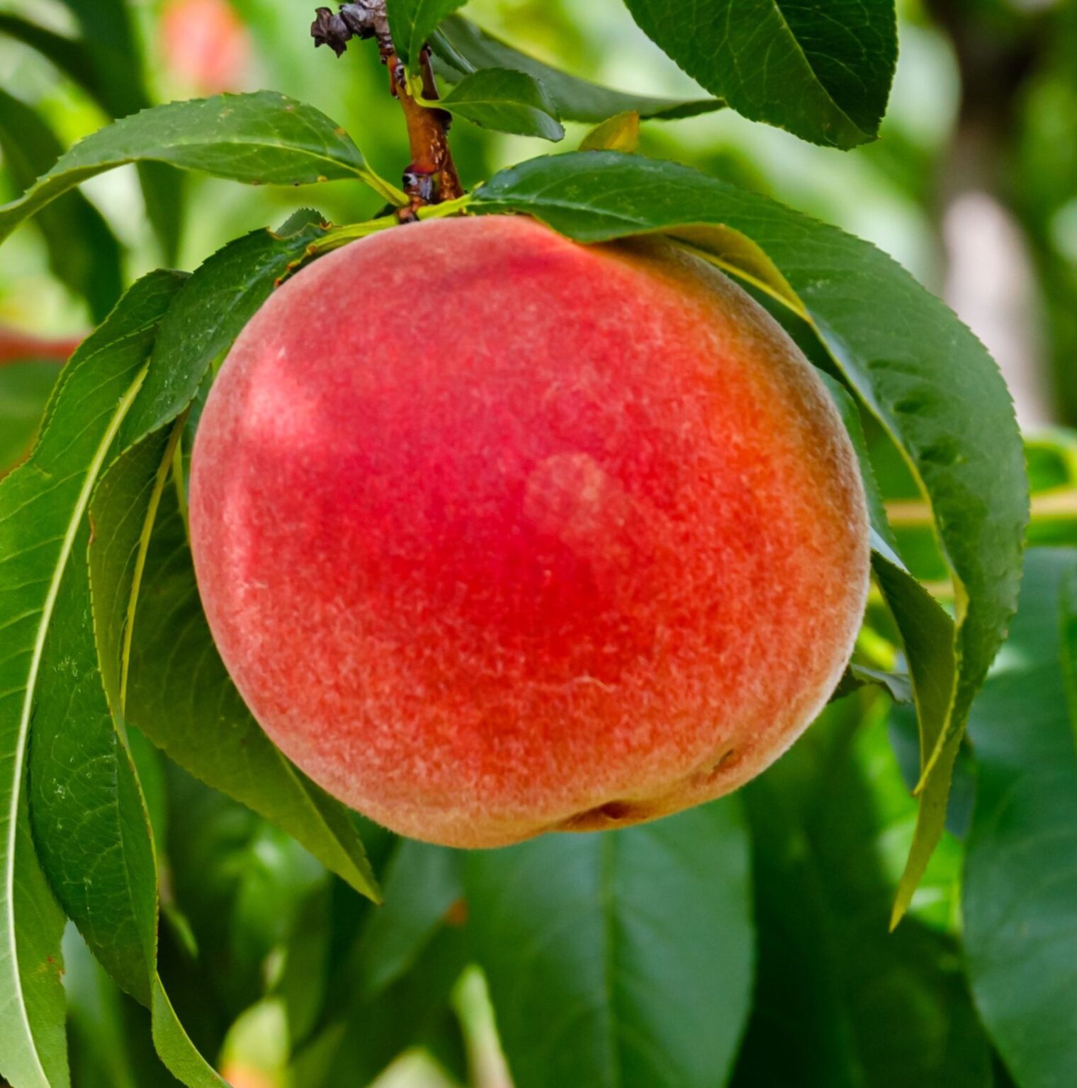 Peach Archives - Ison's Nursery & Vineyard