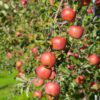 Fuji Apple Tree - Ison's Nursery & Vineyard