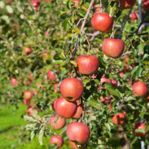 Fuji Apple Tree - Ison's Nursery & Vineyard