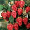 Heritage Raspberry Plant | Ison's Nursery & Vineyard