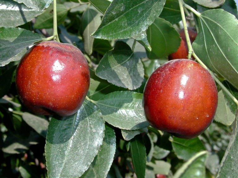 Jujube Tree-Li | Specialty Fruits | Ison's Nursery & Vineyard