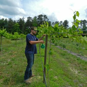 Tapener Tying Tool | Tying Support | Ison's Nursery & Vineyard