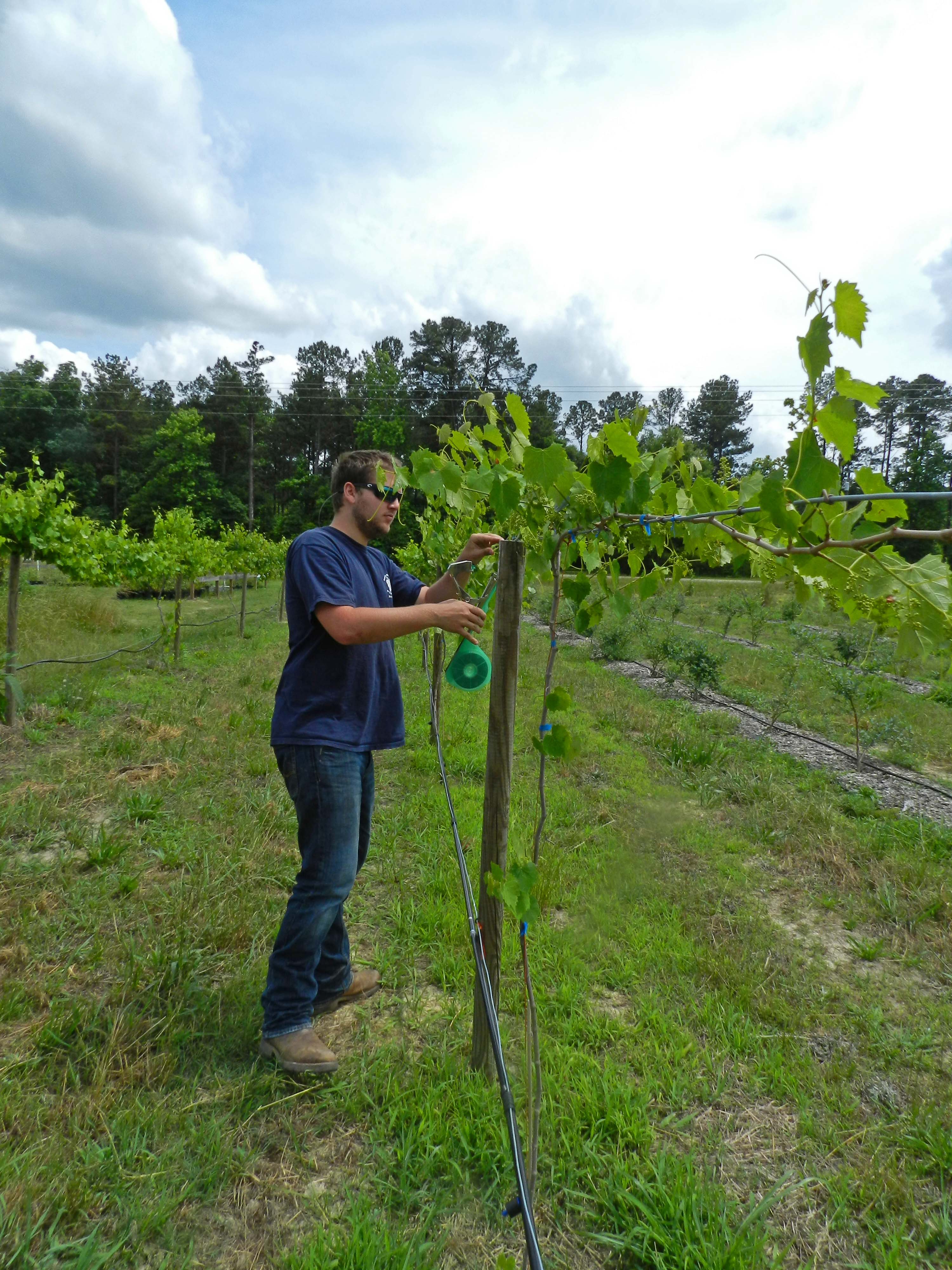 Tapener Tying Tool | Tying Support | Ison's Nursery & Vineyard