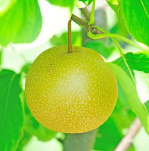 Pear Archives - Ison's Nursery & Vineyard