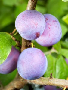 Plums Archives - Ison's Nursery & Vineyard