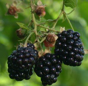 Blackberry Plants Archives - Ison's Nursery & Vineyard