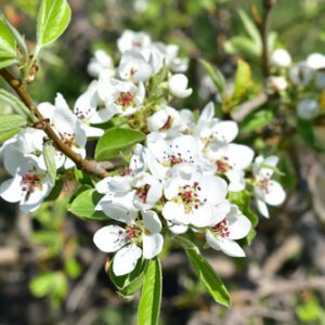 Shinko Asian Pear Tree | Ison's Nursery & Vineyard