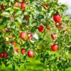 Red Delicious Apple Tree | Ison's Nursery & Vineyard