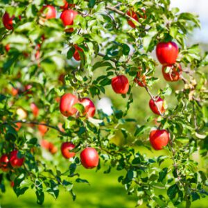 Red Delicious Apple Tree | Ison's Nursery & Vineyard