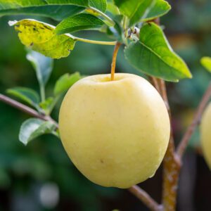 Yellow Delicious Apple Tree | Ison's Nursery & Vineyard