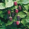 Boysenberry Plant | Berry Plants | Ison's Nursery & Vineyard