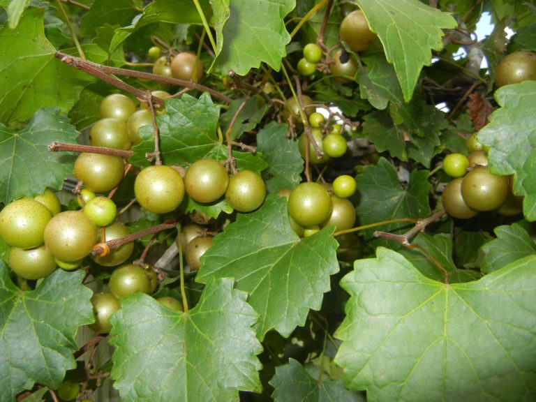 Scuppernong Muscadine | Ison's Nursery & Vineyard