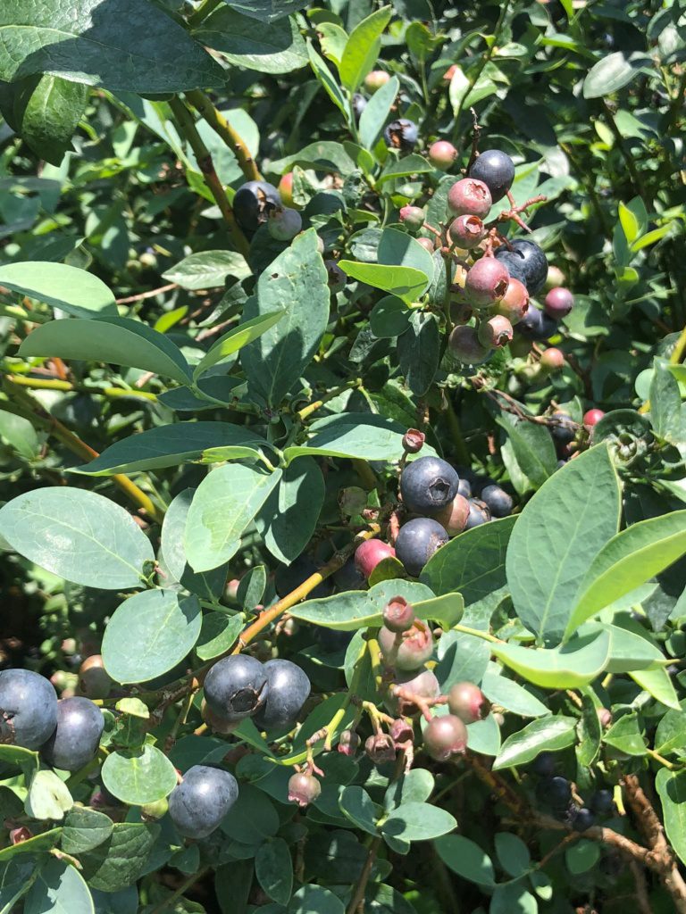 Titan™ Rabbiteye Blueberry Plant | Ison's Nursery & Vineyard