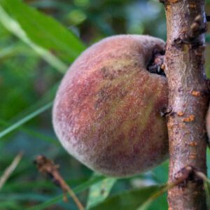 Bonfire Patio Peach Tree | Ison's Nursery & Vineyard