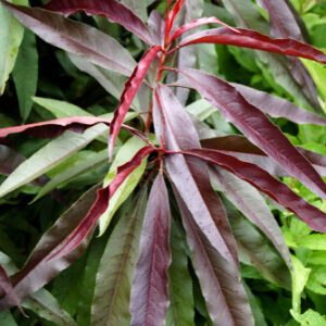 Bonfire Patio Peach Tree | Ison's Nursery & Vineyard