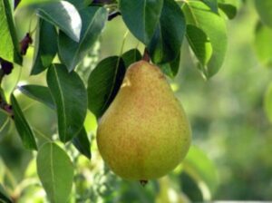 Kieffer Pear Tree | Fruit Trees | Ison's Nursery & Vineyard