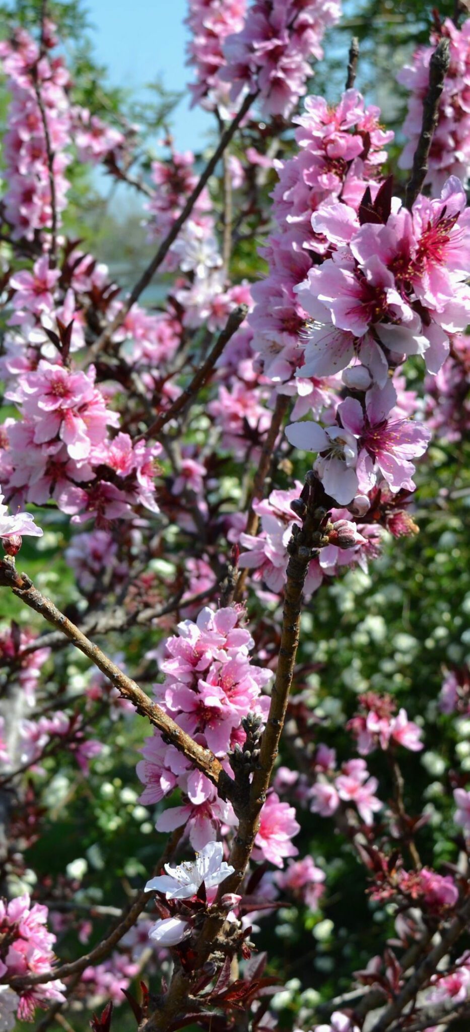 Bonanza Patio Peach Tree | Ison's Nursery & Vineyard