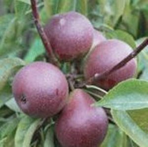 Seckel Pear Tree | Fruit Trees | Ison's Nursery & Vineyard