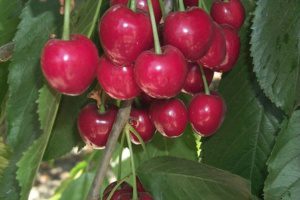 Stella Cherry Tree | Fruit Trees | Ison's Nursery & Vineyard