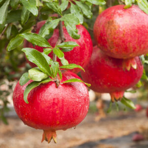 Bala Miursal Russian Pomegranate Tree 2-4' | Ison's Nursery & Vineyard