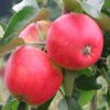 Pink Lady Apple Tree | Fruit Trees | Ison's Nursery & Vineyard