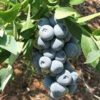 Blueberry Plants Archives - Ison's Nursery & Vineyard