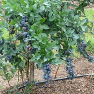 Krewer Rabbiteye Blueberry Plant | Ison's Nursery & Vineyard