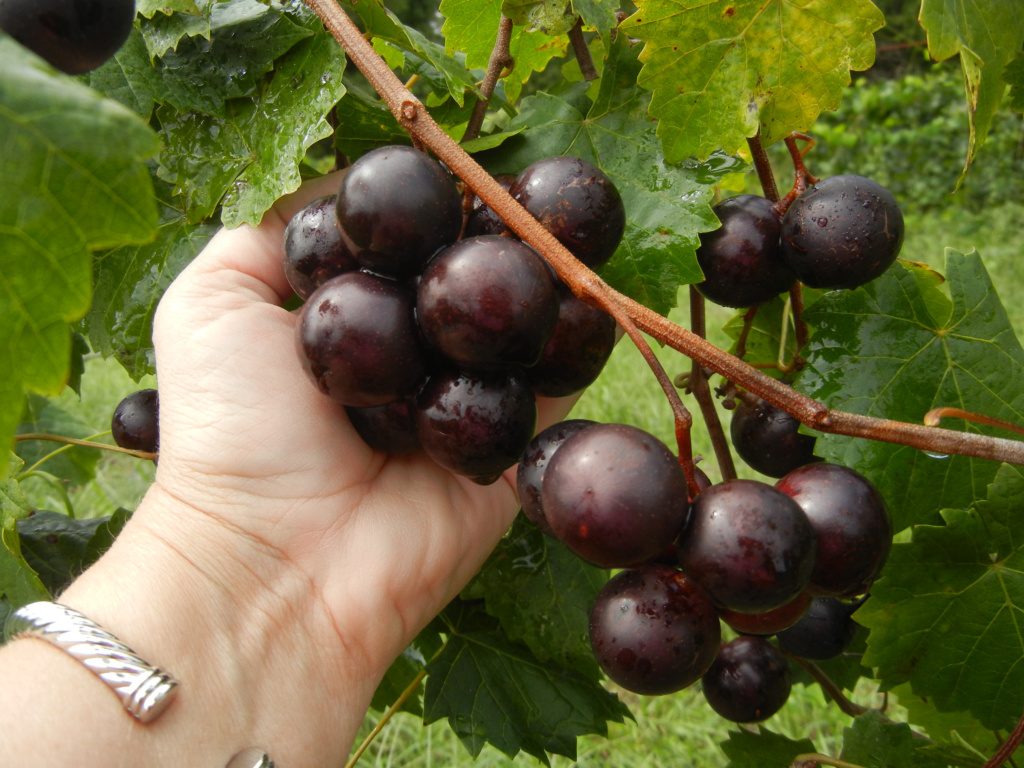 Sweet Mix Muscadines | Ison's Nursery & Vineyard
