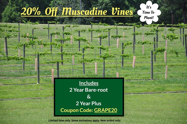 The Tradition of Ison’s - Ison's Nursery & Vineyard