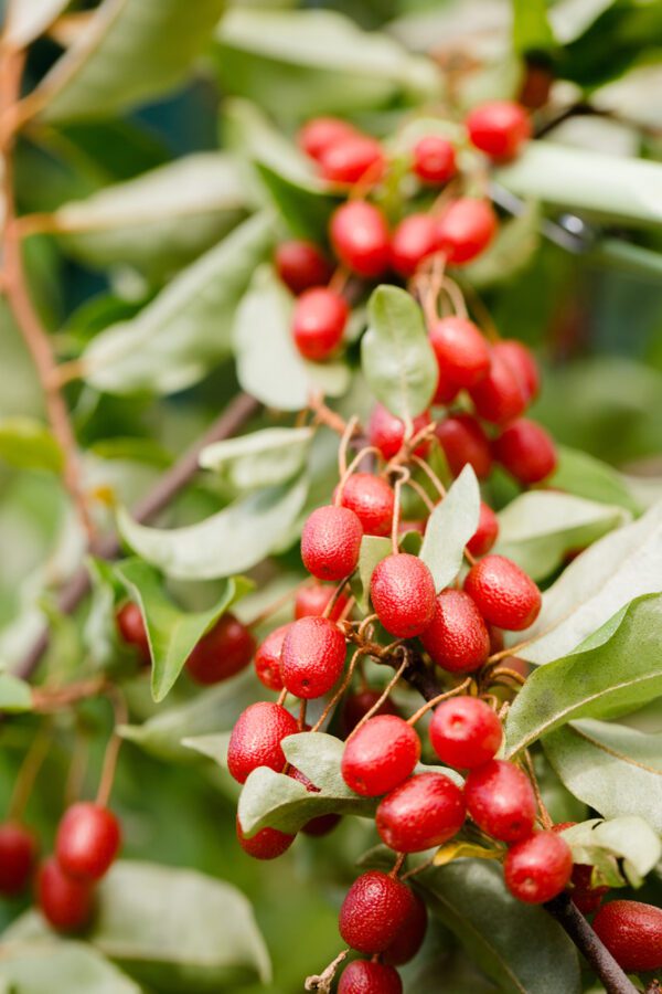 Goumi Berries Archives - Ison's Nursery & Vineyard