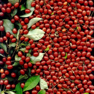 Red Gem Goumi Berry | Ison's Nursery & Vineyard