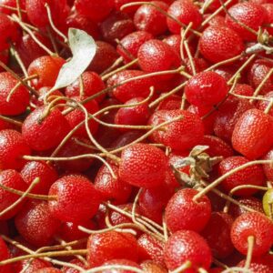 Sweet Scarlet™ Goumi Berry | Ison's Nursery & Vineyard