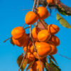 Hachiya Persimmon Tree | Ison's Nursery & Vineyard