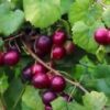 NEW *** Ruby Crisp Muscadine Vine | Ison's Nursery & Vineyard