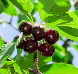 Craigs Crimson Cherry Tree | Fruit Trees | Ison's Nursery & Vineyard