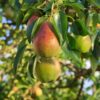 Ayers Pear Tree | Fruit Trees | Ison's Nursery & Vineyard