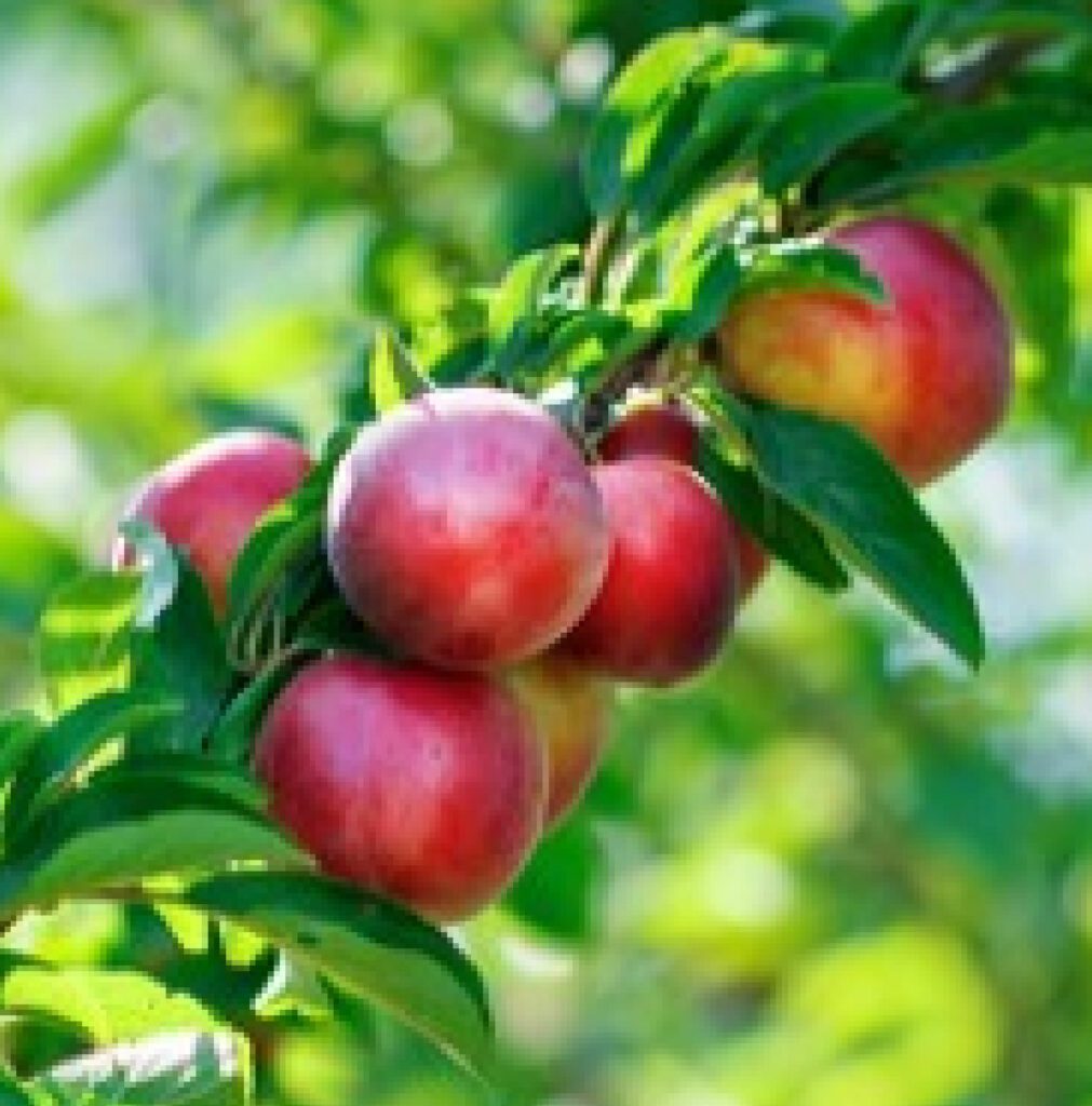 Nectarine Trees Archives - Ison's Nursery & Vineyard