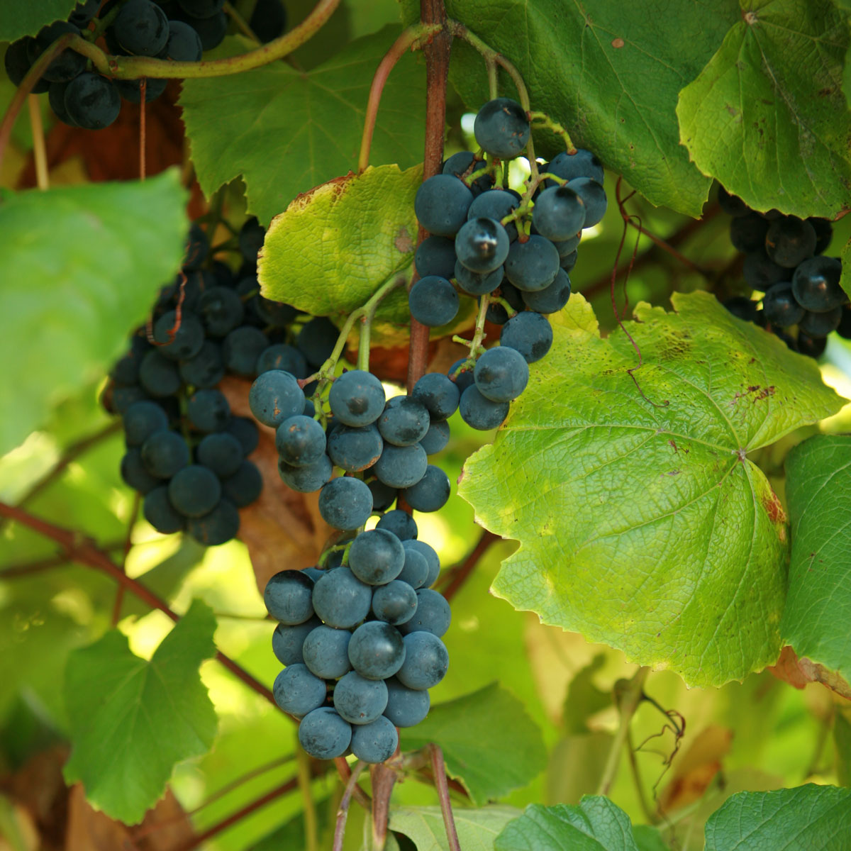 Seedless Bunch Grape Vines Archives - Ison's Nursery & Vineyard