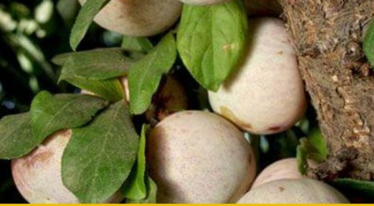 Dapple Dandy Pluot Tree | Ison's Nursery & Vineyard