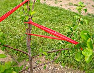 Tree Limb Spreaders | Ison's Nursery & Vineyard