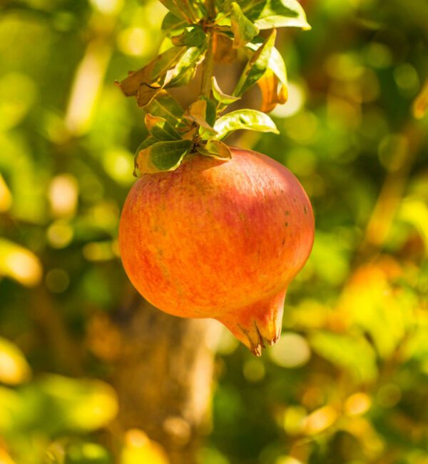 Russian Pomegranates Archives - Ison's Nursery & Vineyard